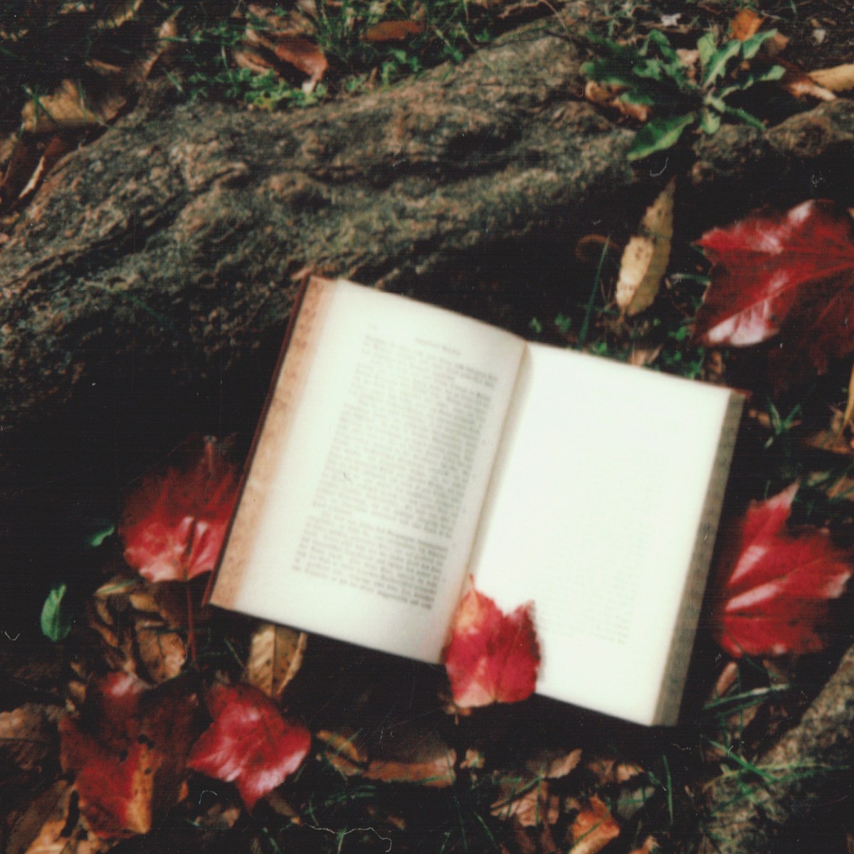 Writing + Editing Samples – Laura Daley